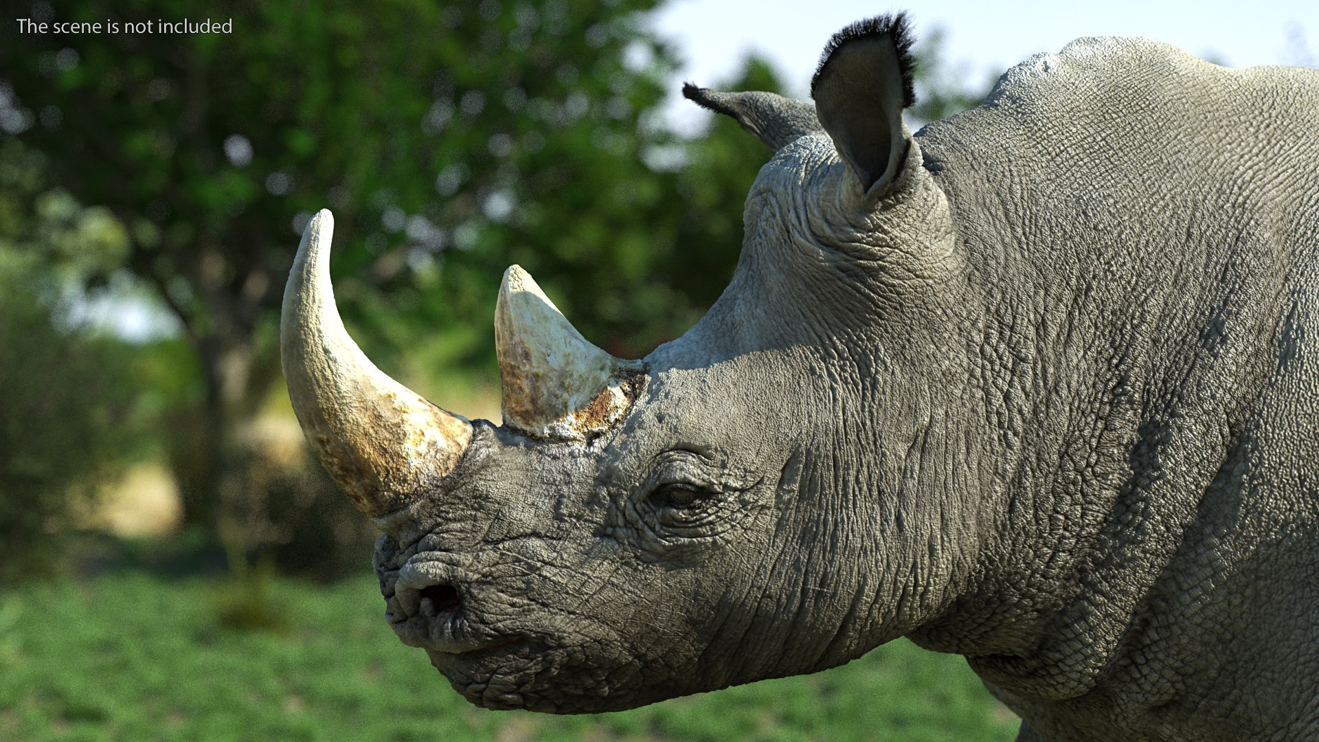 Rhino Adult Standing Pose 3D Model - TurboSquid 1674143