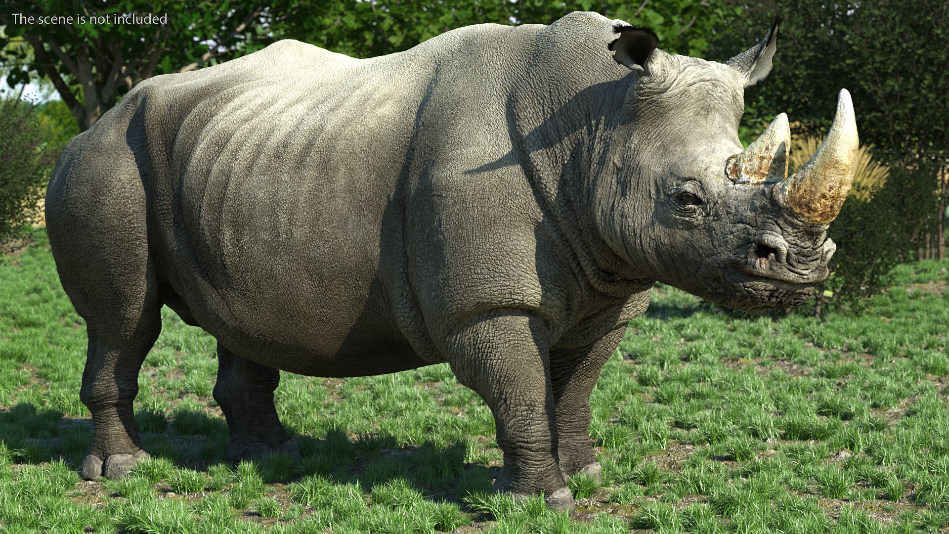 Rhino adult standing pose 3D model - TurboSquid 1674143