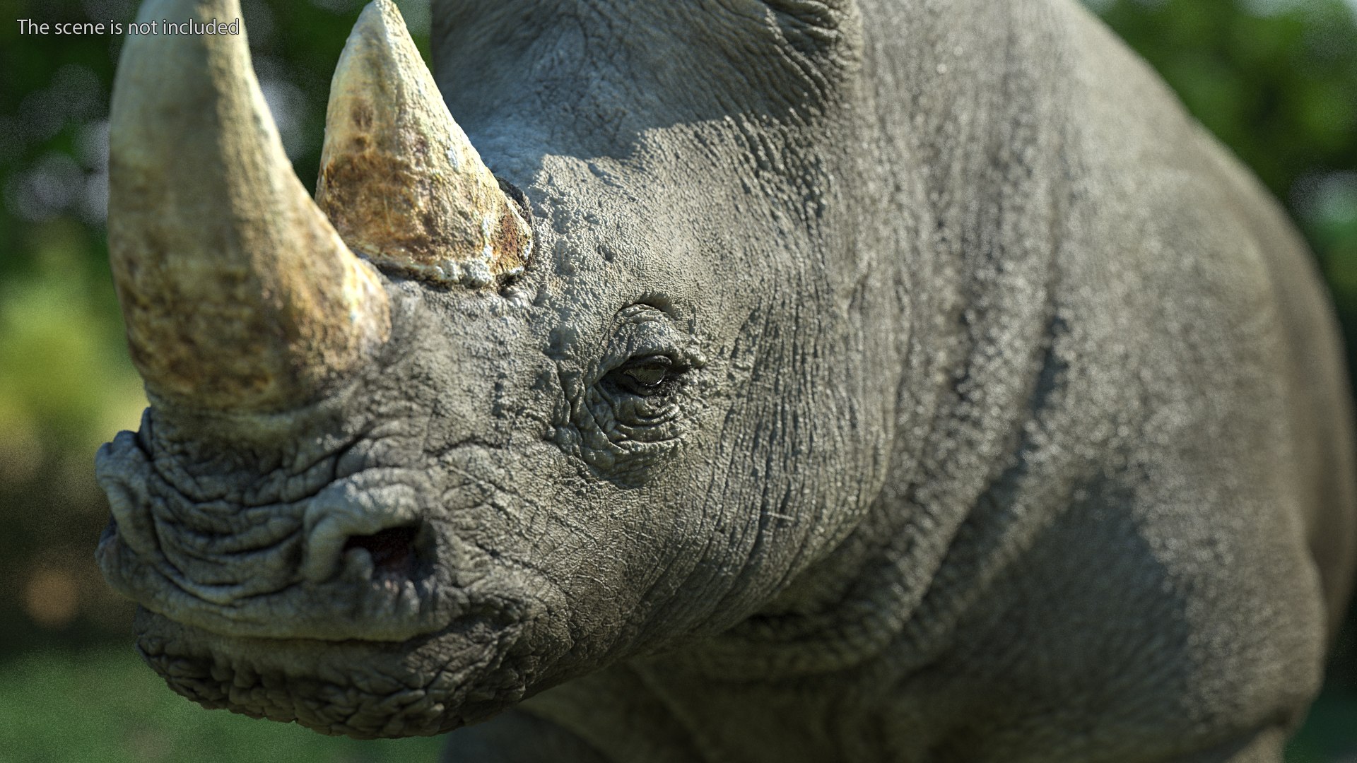 Rhino adult standing pose 3D model - TurboSquid 1674143