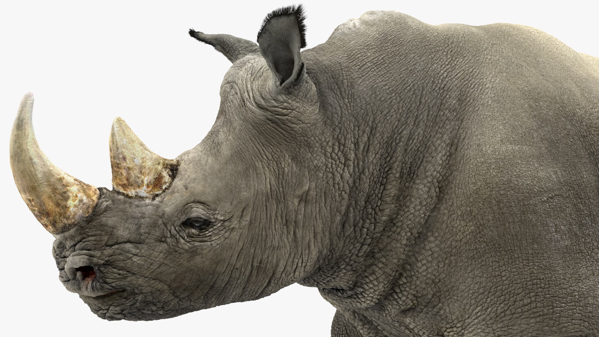 Rhino adult standing pose 3D model - TurboSquid 1674143