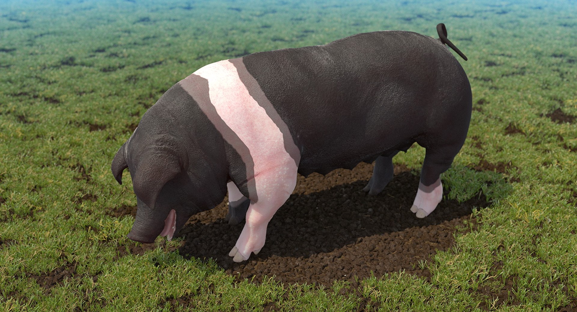 3D Hampshire Pig Sow Standing Model - TurboSquid 1355712