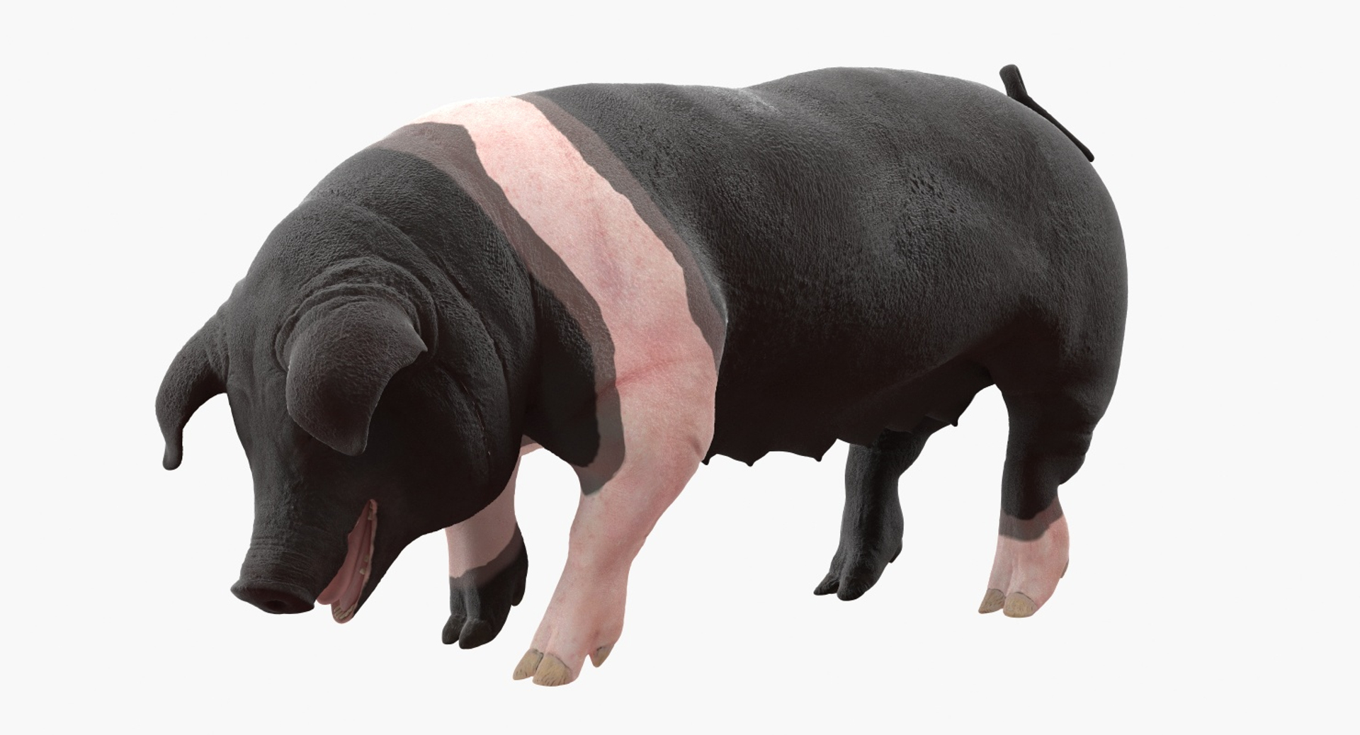 3D Hampshire Pig Sow Standing Model - TurboSquid 1355712