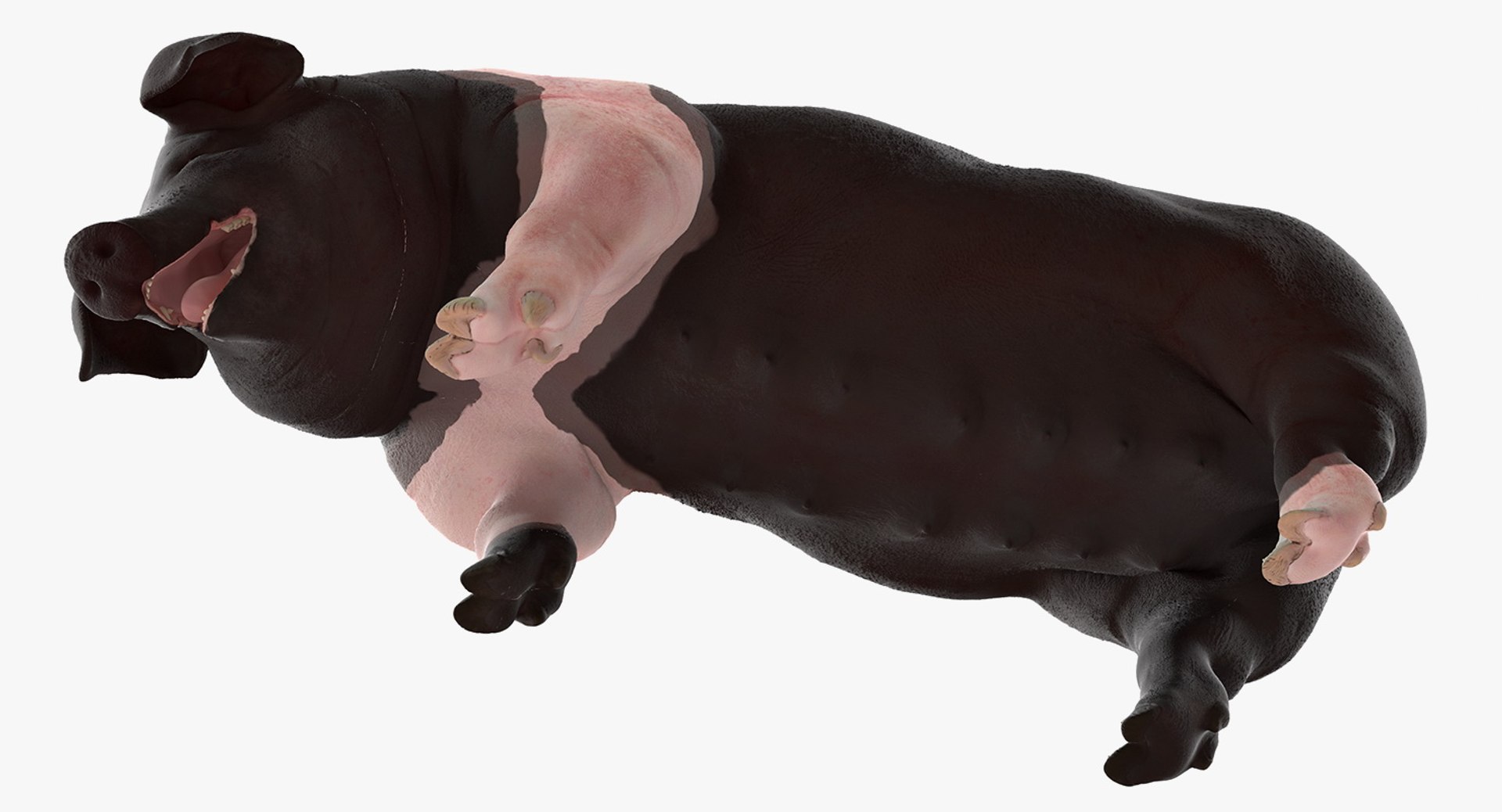 3D Hampshire Pig Sow Standing Model - TurboSquid 1355712