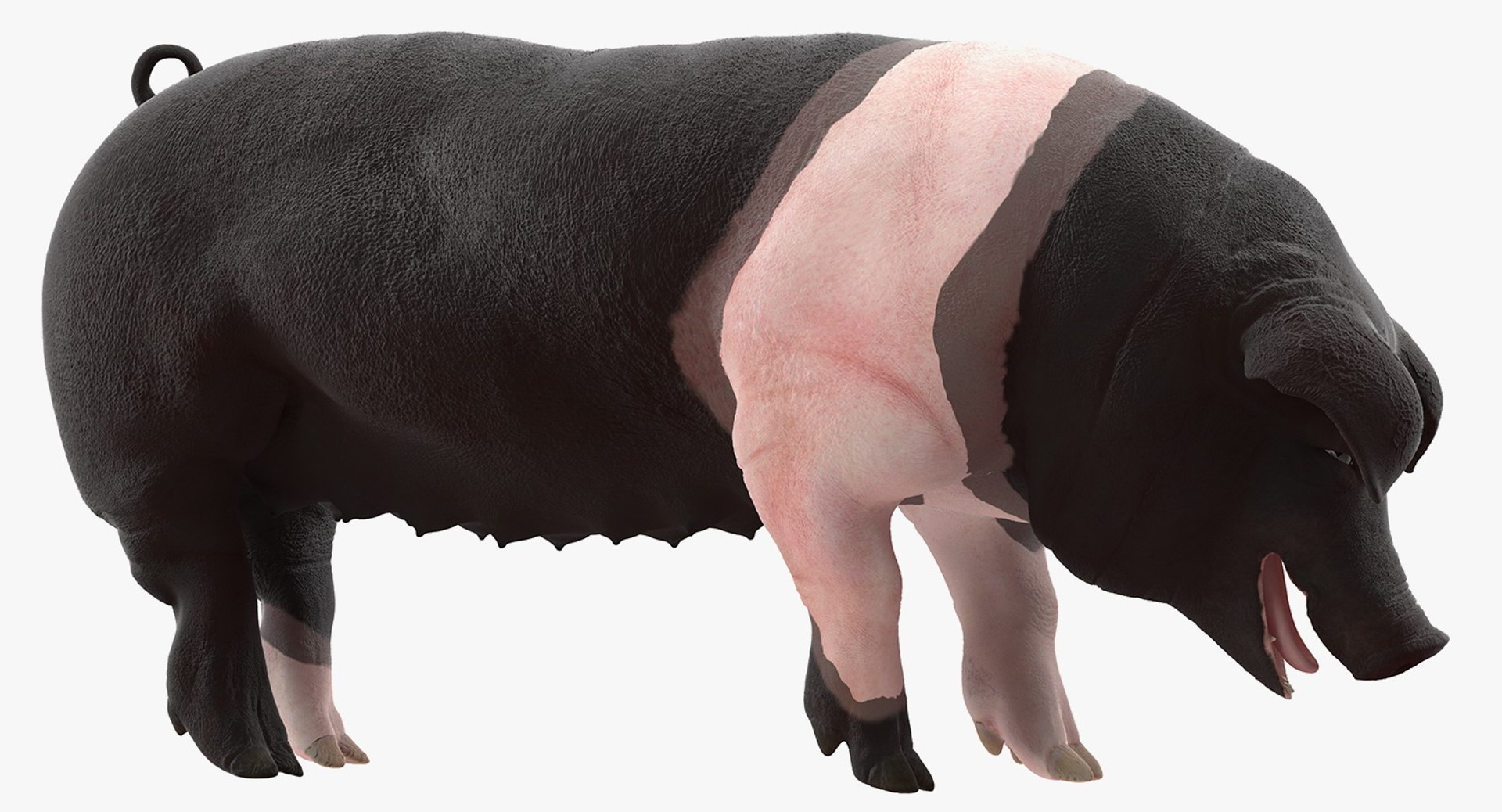 3D Hampshire Pig Sow Standing Model - TurboSquid 1355712