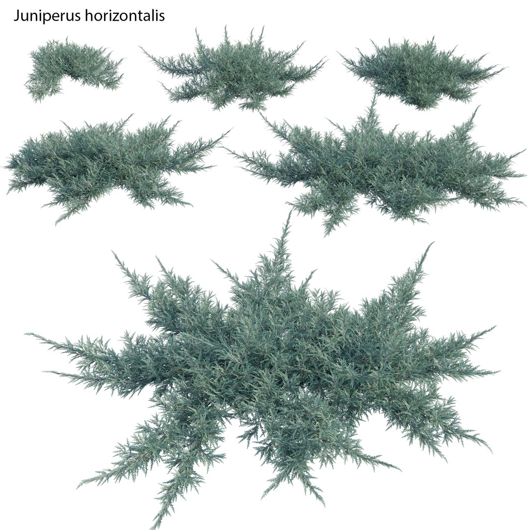 3D Juniperus Horizontalis - Creeping Juniper - TurboSquid 2070206