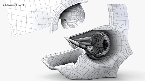 3D human eye anatomical cross section model - TurboSquid 1482259