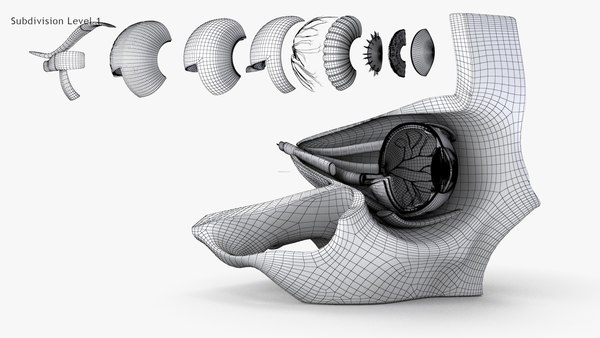 3D human eye anatomical cross section model - TurboSquid 1482259