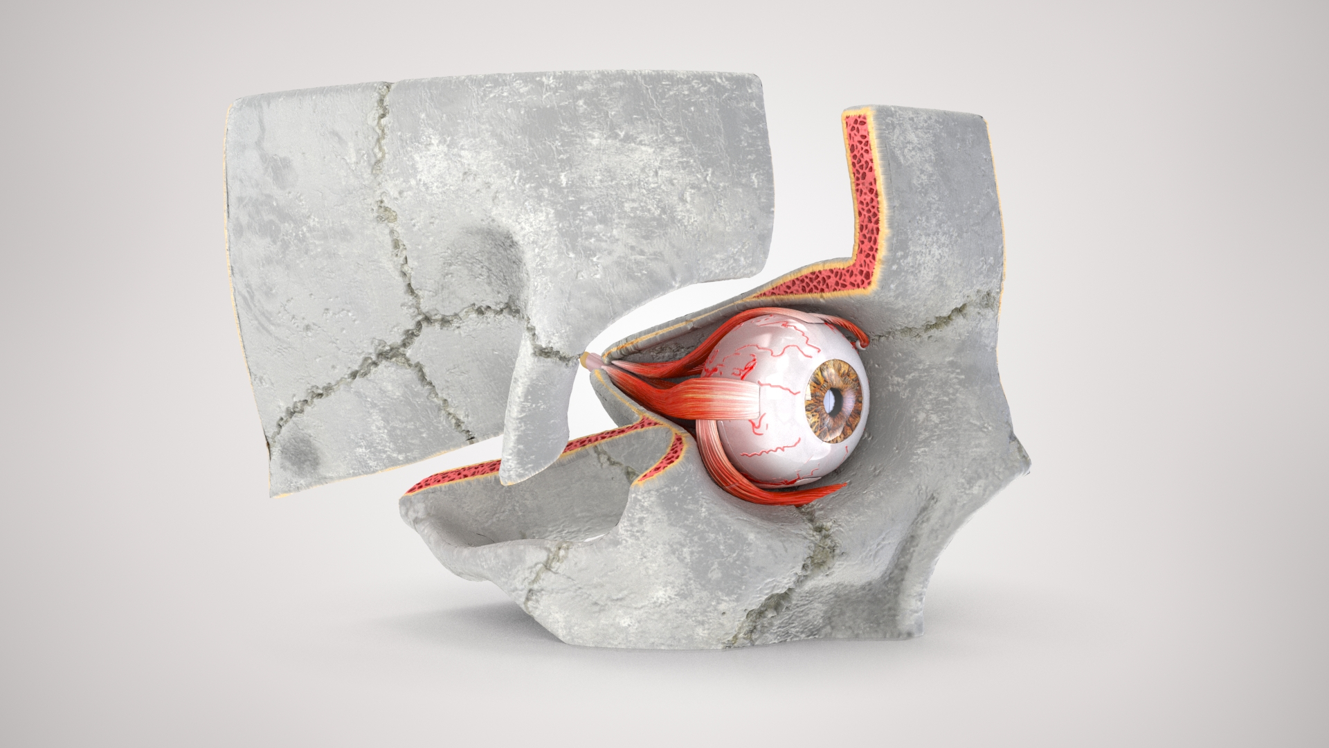 3D Human Eye Anatomical Cross Section Model - TurboSquid 1482259