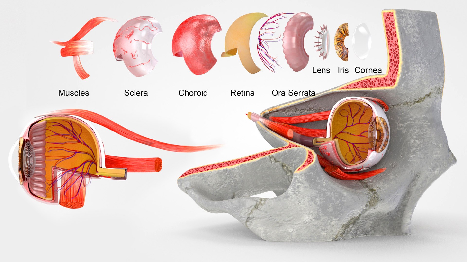 3D Human Eye Anatomical Cross Section Model - TurboSquid 1482259