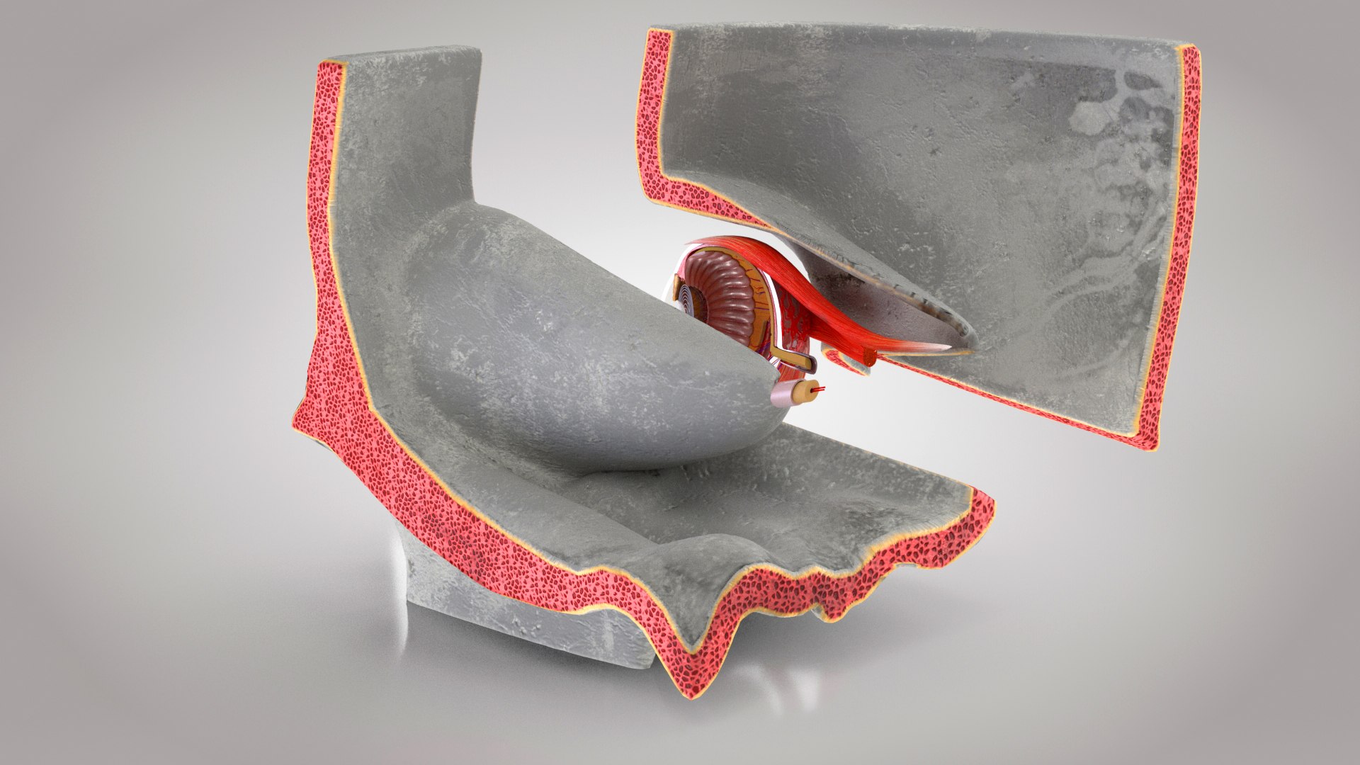 3D human eye anatomical cross section model - TurboSquid 1482259