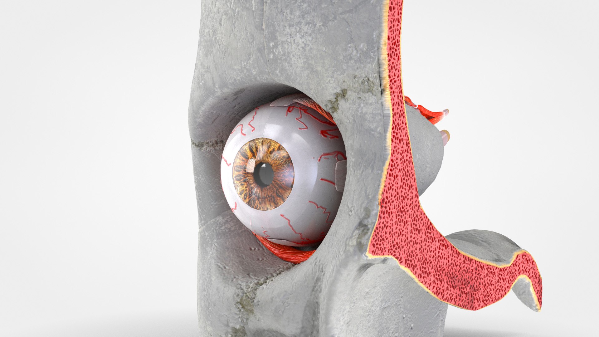 3D human eye anatomical cross section model - TurboSquid 1482259