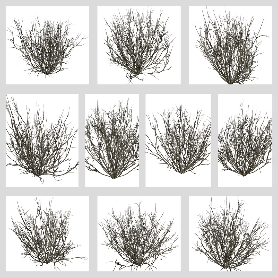 3D Broom Snakeweed Bushes Plant Collection - TurboSquid 2378059