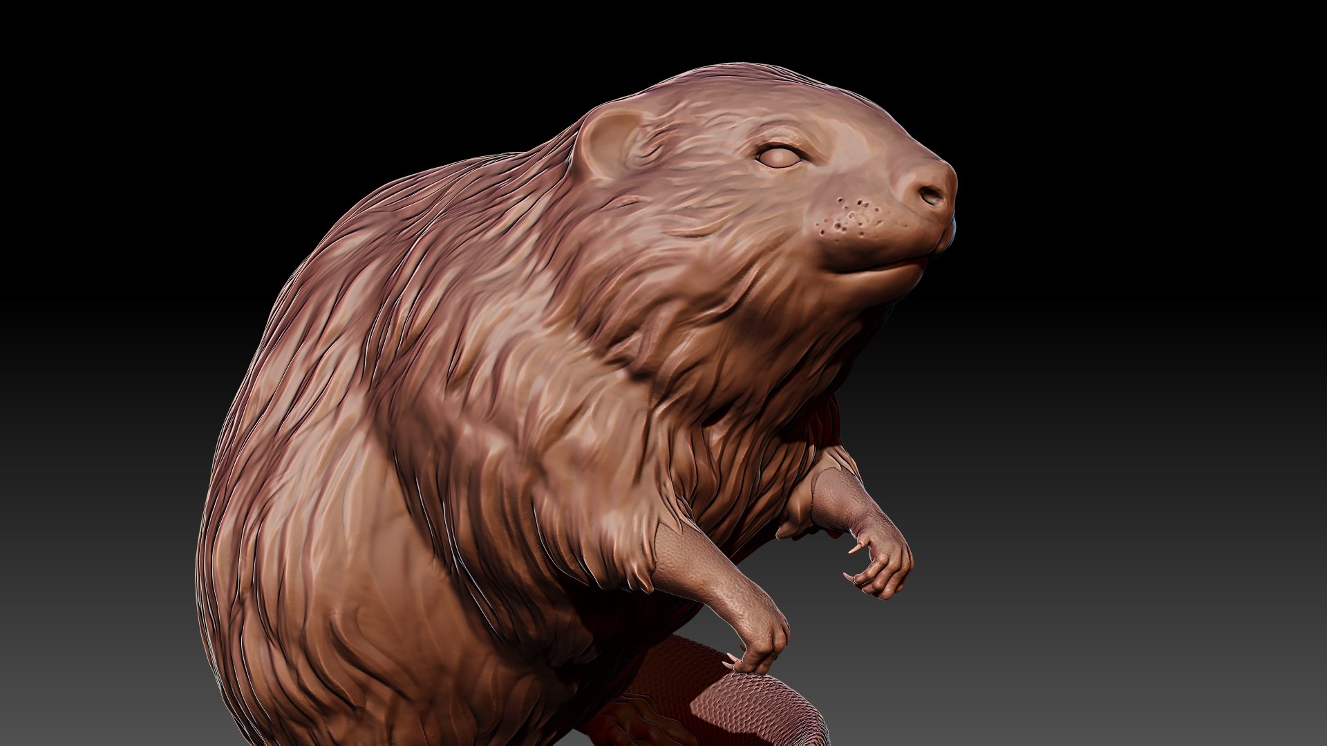 3D Muskrat - TurboSquid 1984224