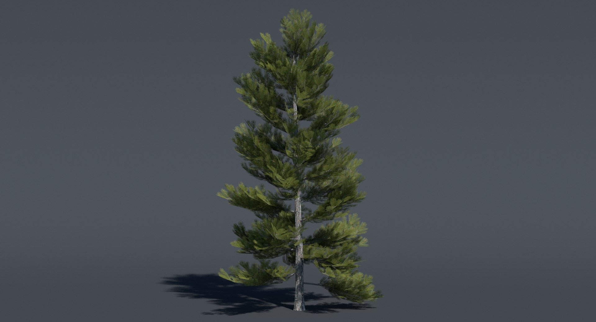 Max Pine Tree