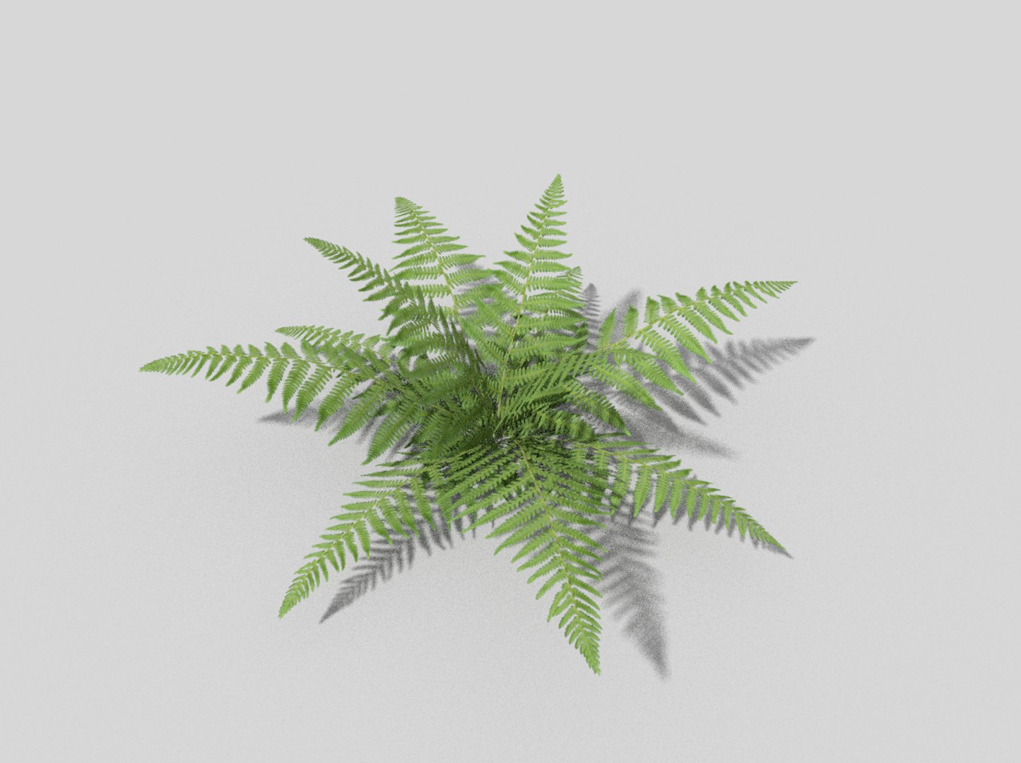 3d fern games