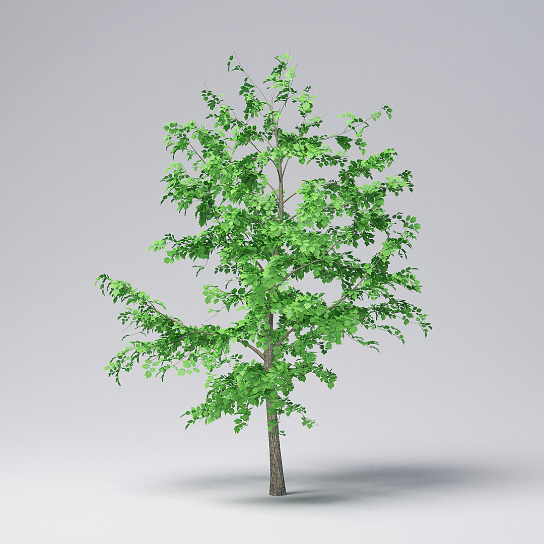 3D model mountain maple - 370cm - TurboSquid 1203518