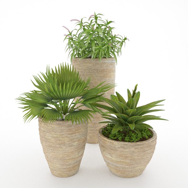 Potted Plant Collection 3D 모델 - TurboSquid 1967185
