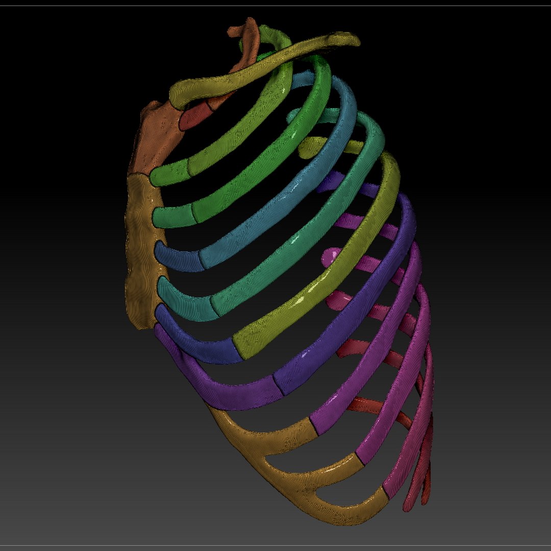 3ds Max Human Torso Arm