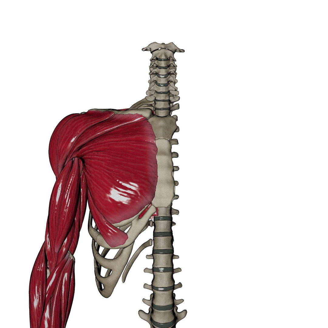 3ds max human torso arm