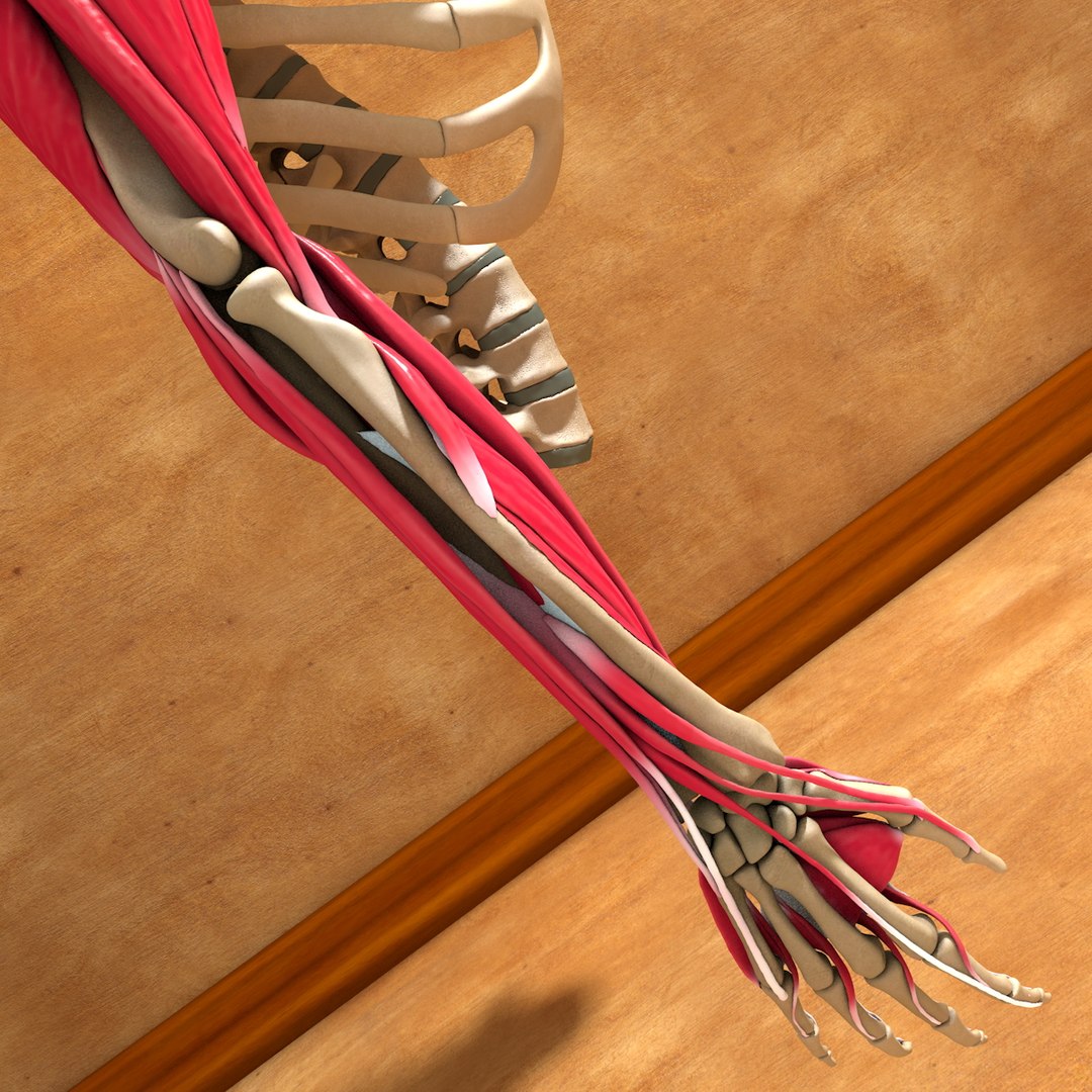 3ds Max Human Torso Arm