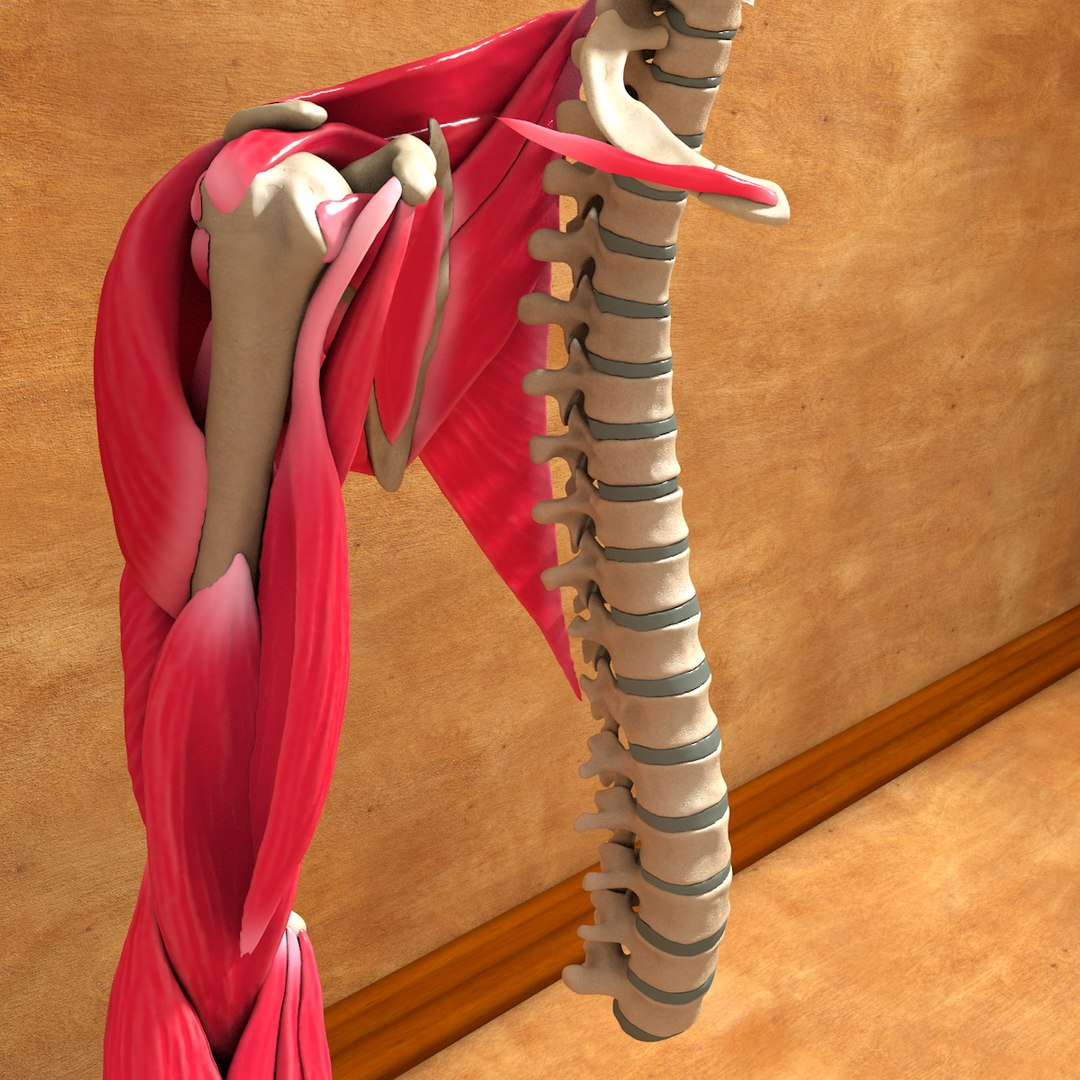 3ds max human torso arm