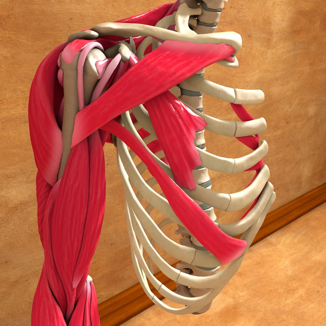 3ds max human torso arm