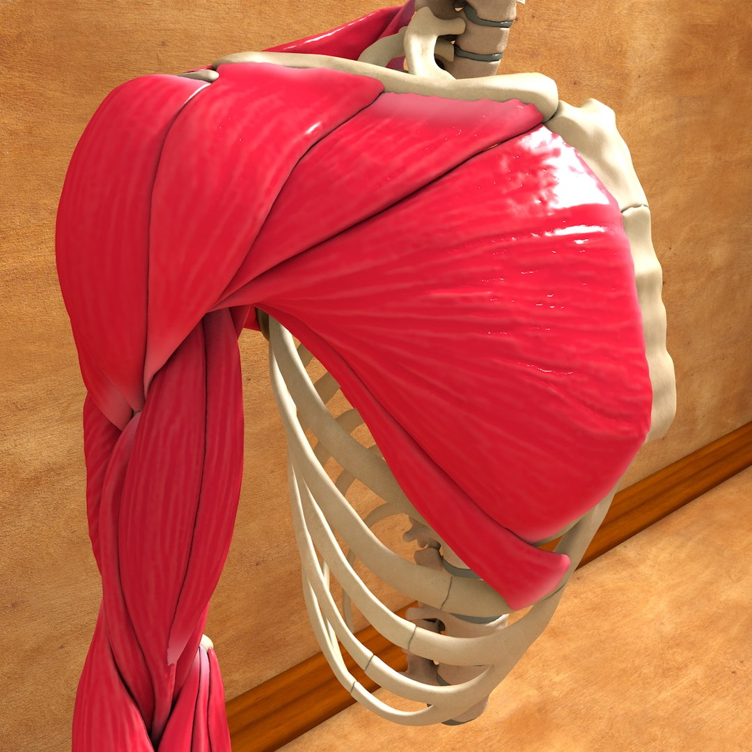 3ds max human torso arm