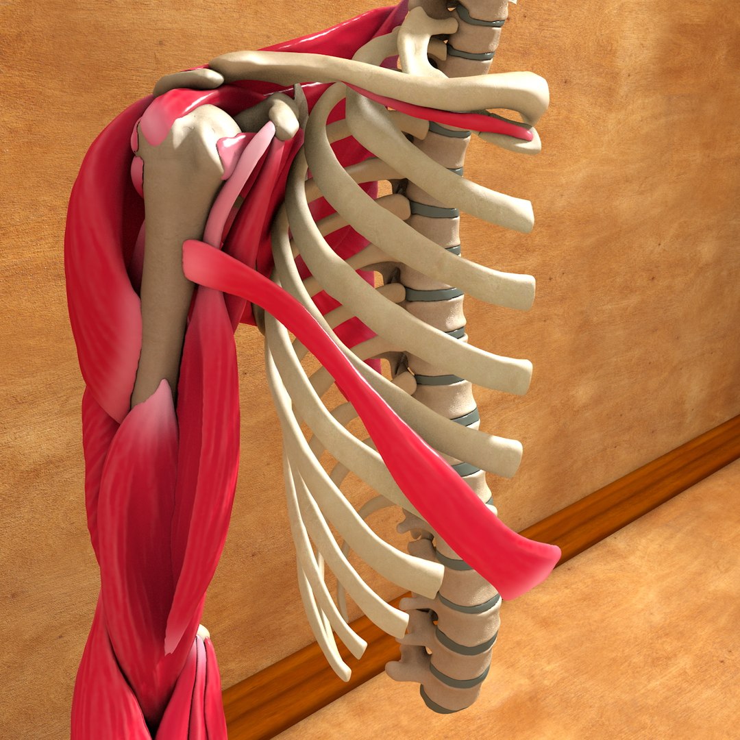 3ds max human torso arm