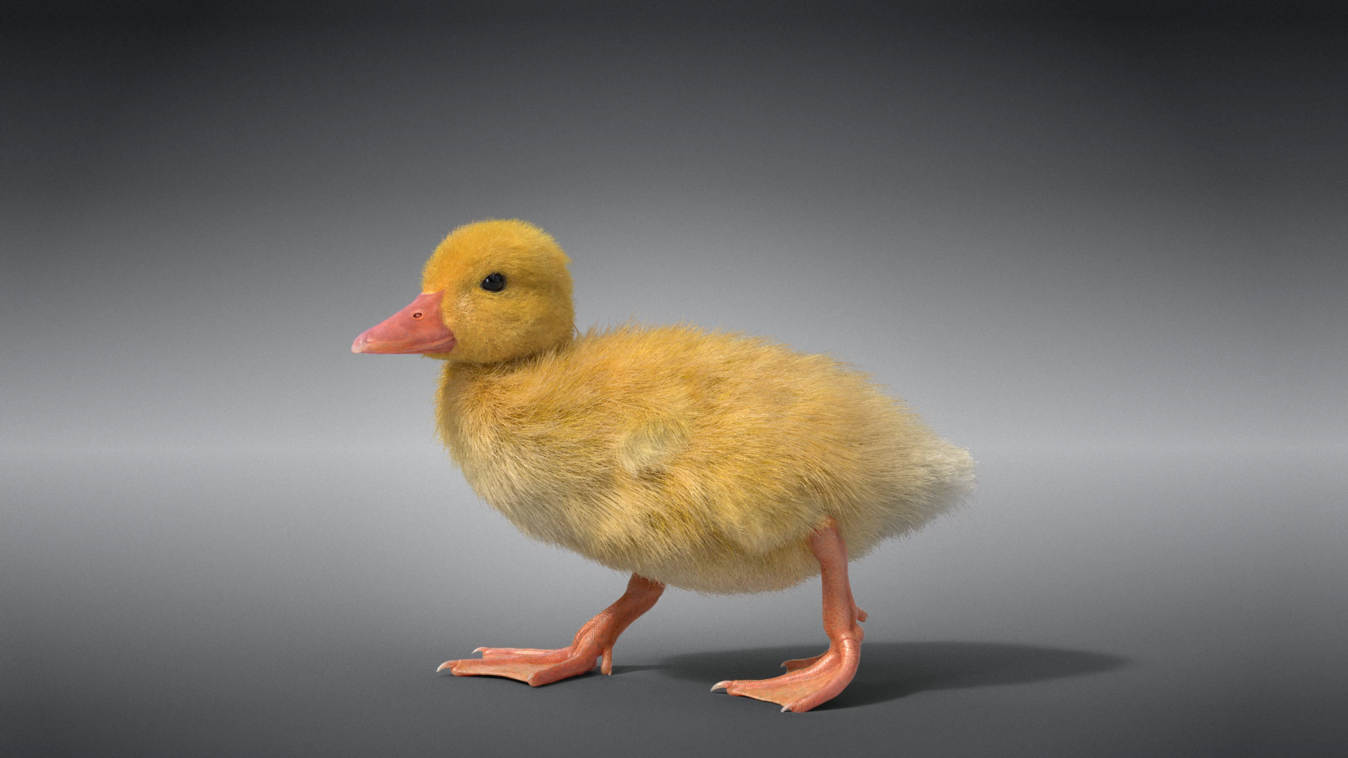 3D Duckling Animated Model - TurboSquid 1869393