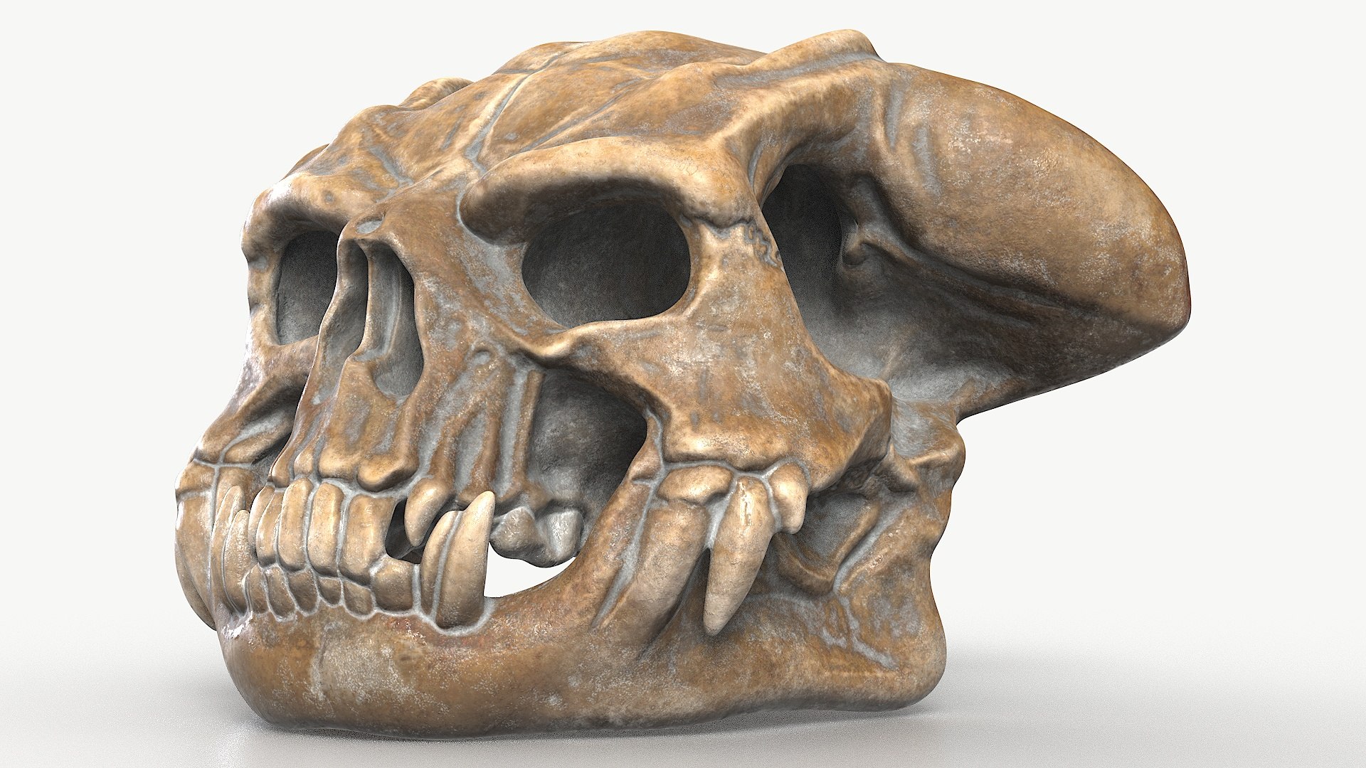 Orc Skull 1 3D - TurboSquid 2334445