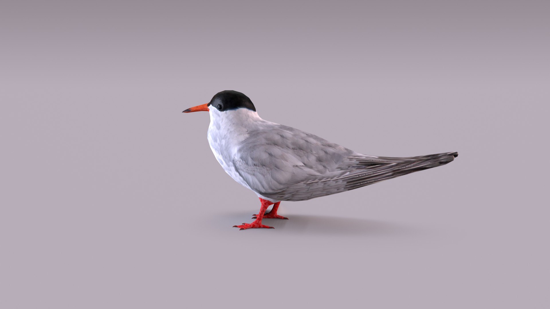 Common Tern Model - TurboSquid 1239361