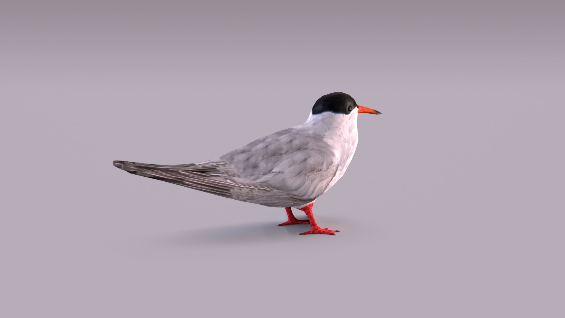 Common Tern Model - TurboSquid 1239361