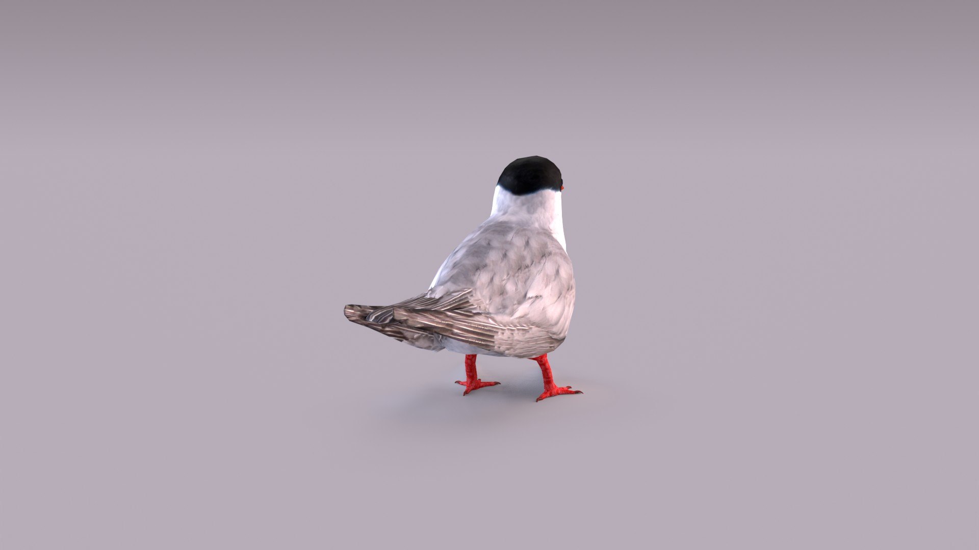 Common Tern Model - TurboSquid 1239361