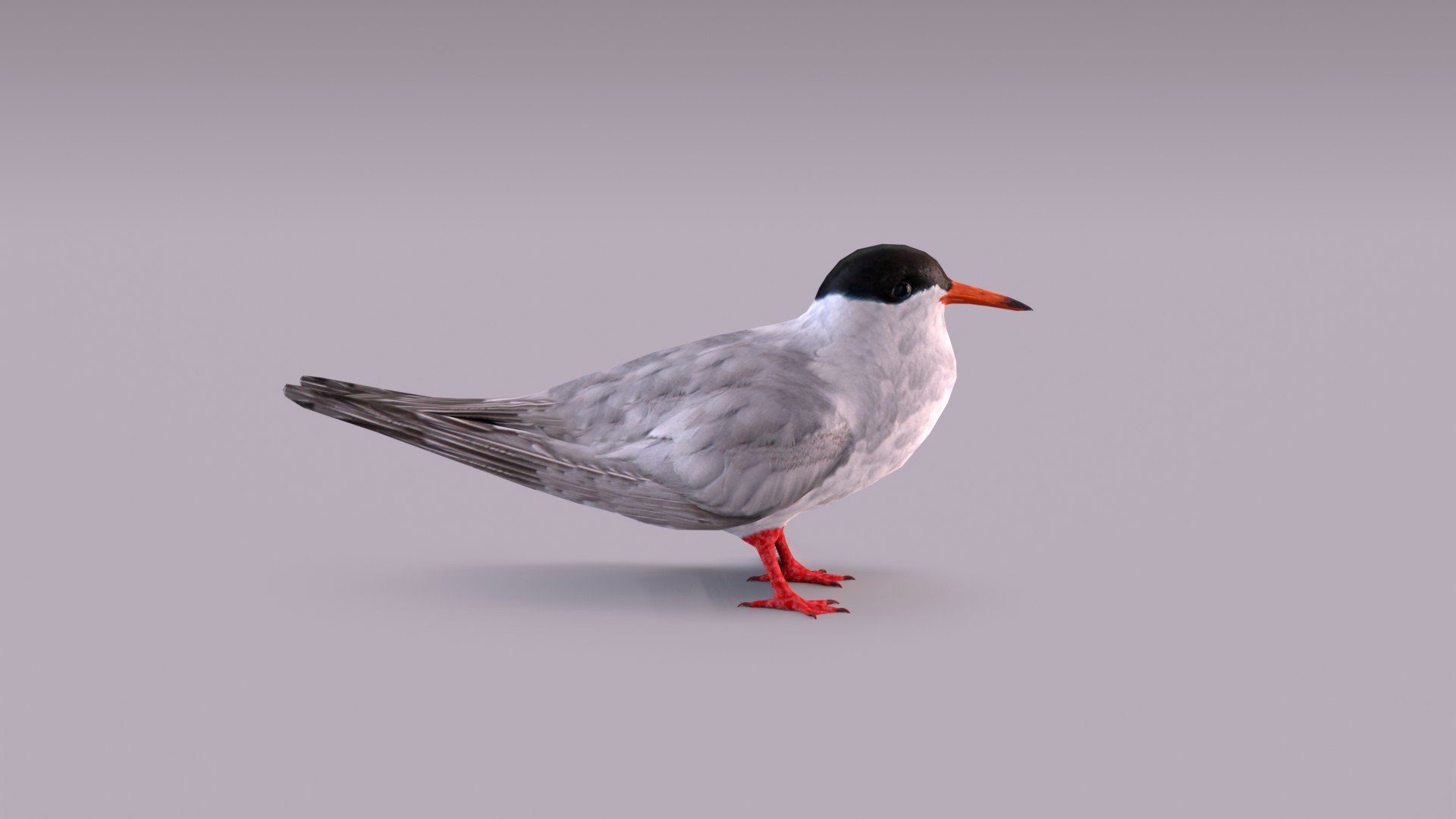 Common Tern Model - TurboSquid 1239361