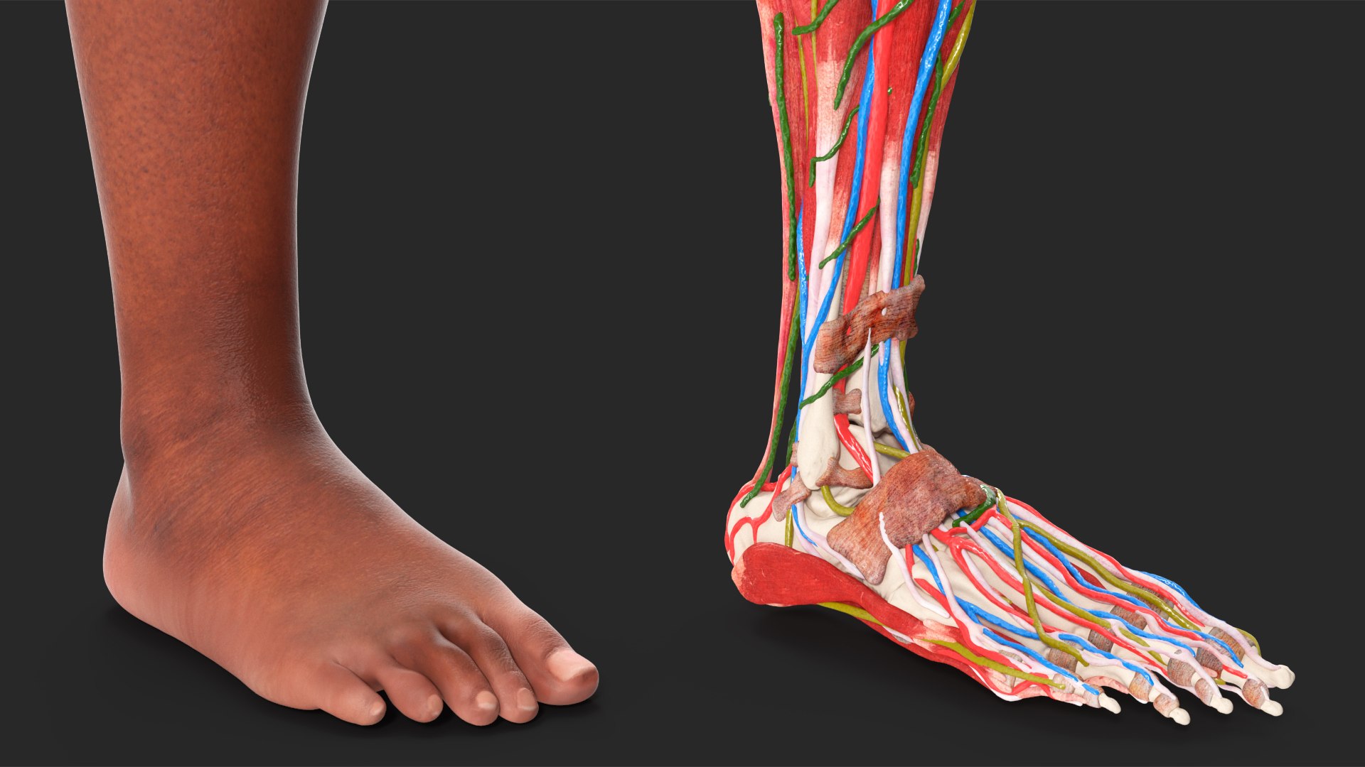 3D Full Anatomy And Skin Leg Of The Afro Female Model - TurboSquid 2368241