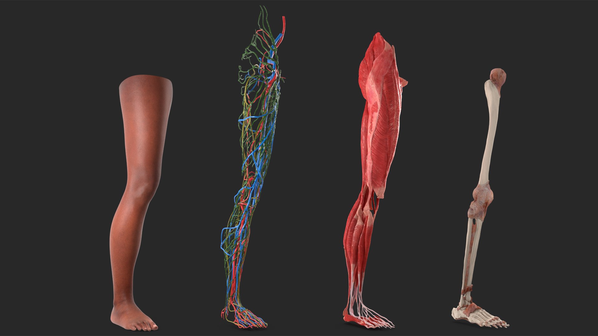 3D Full Anatomy And Skin Leg Of The Afro Female Model - TurboSquid 2368241