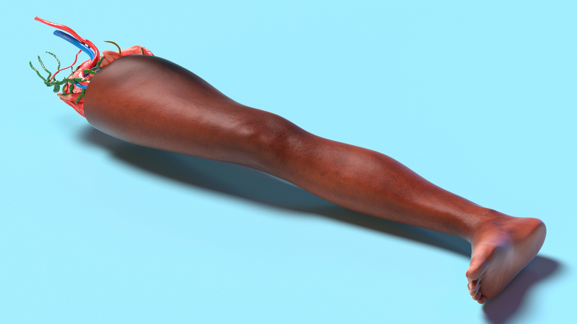 3D Full Anatomy And Skin Leg Of The Afro Female Model - TurboSquid 2368241