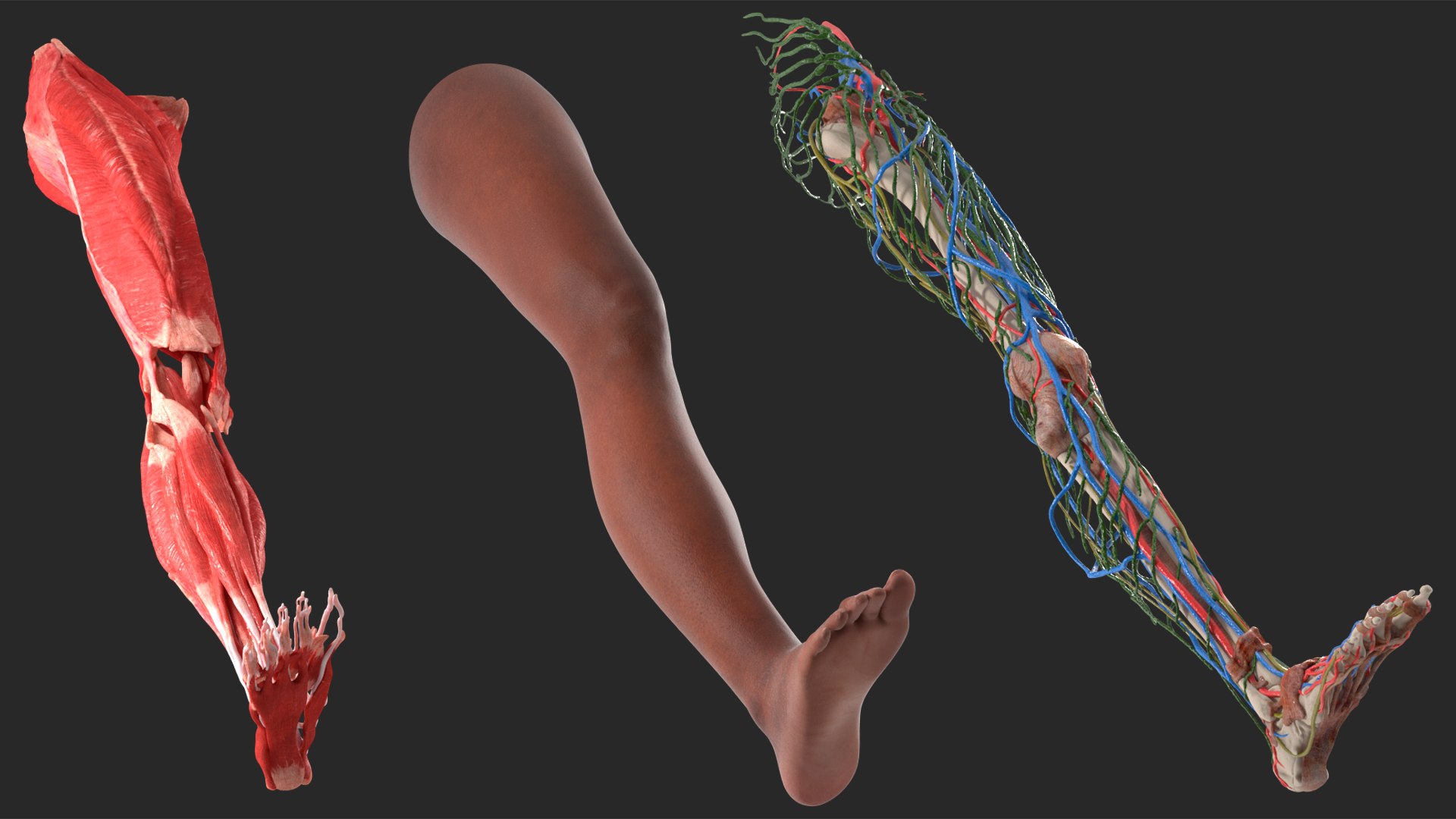 3D Full Anatomy And Skin Leg Of The Afro Female Model - TurboSquid 2368241