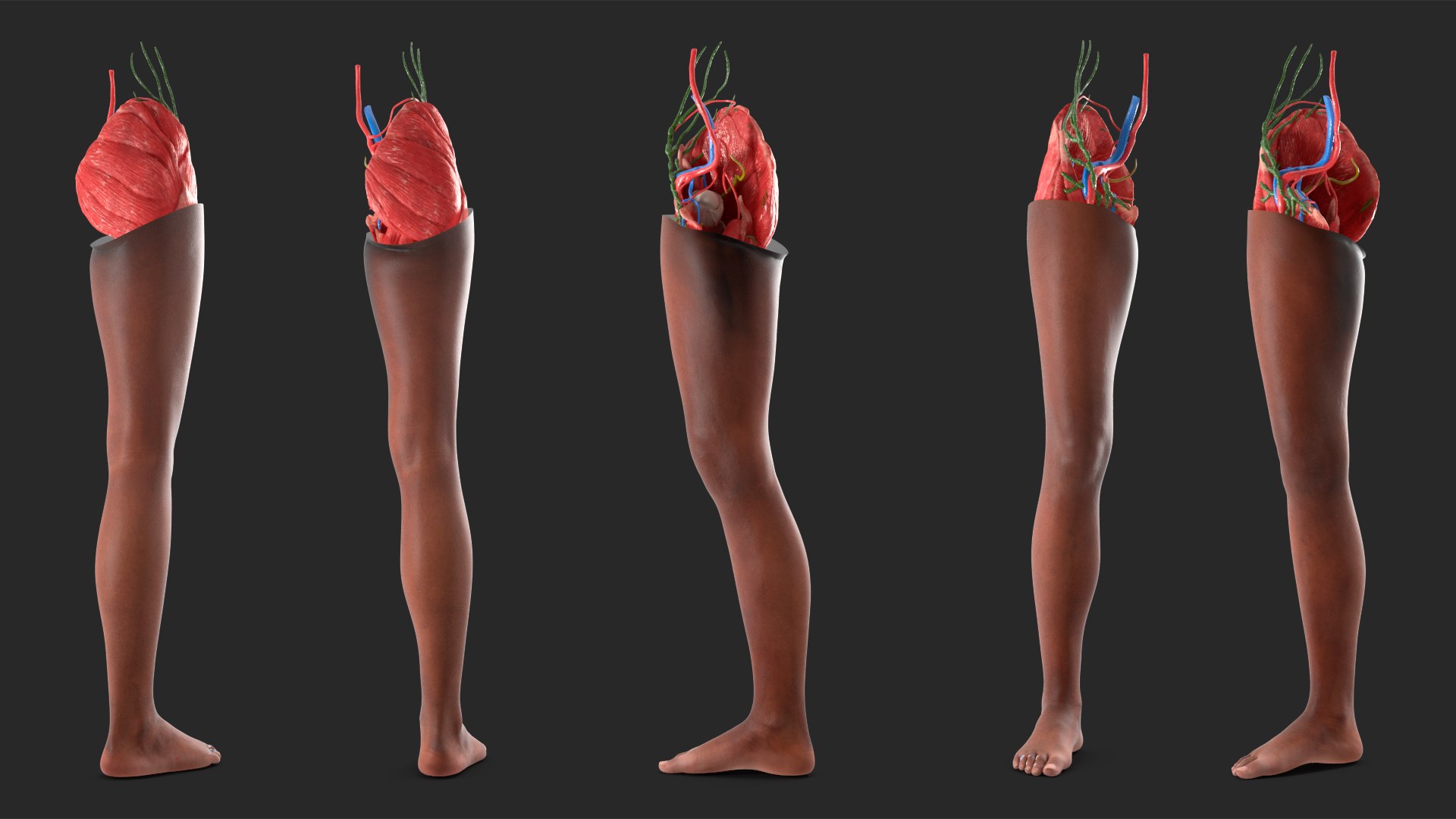 3D Full Anatomy And Skin Leg Of The Afro Female Model - TurboSquid 2368241