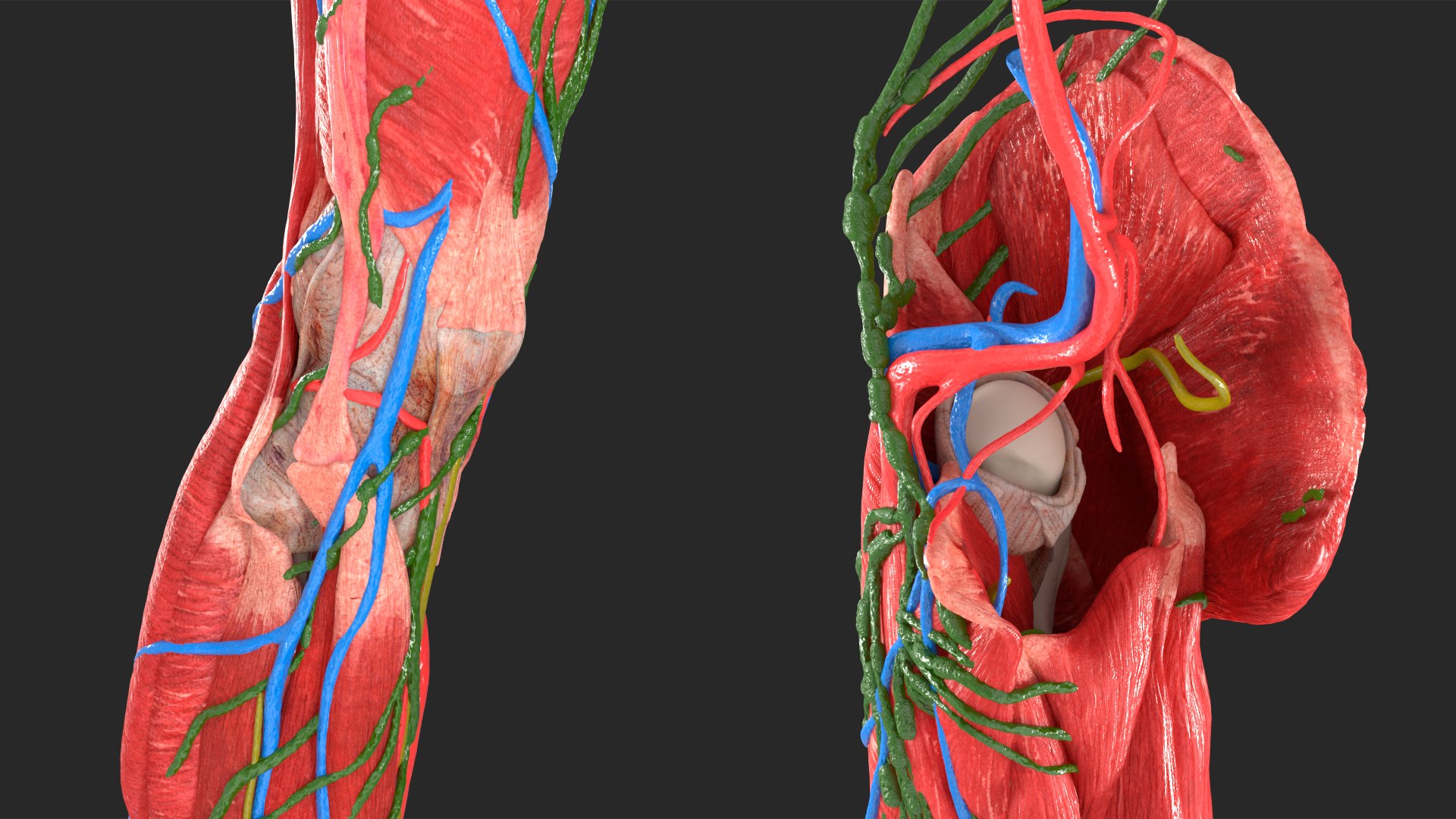 3D Full Anatomy And Skin Leg Of The Afro Female Model - TurboSquid 2368241