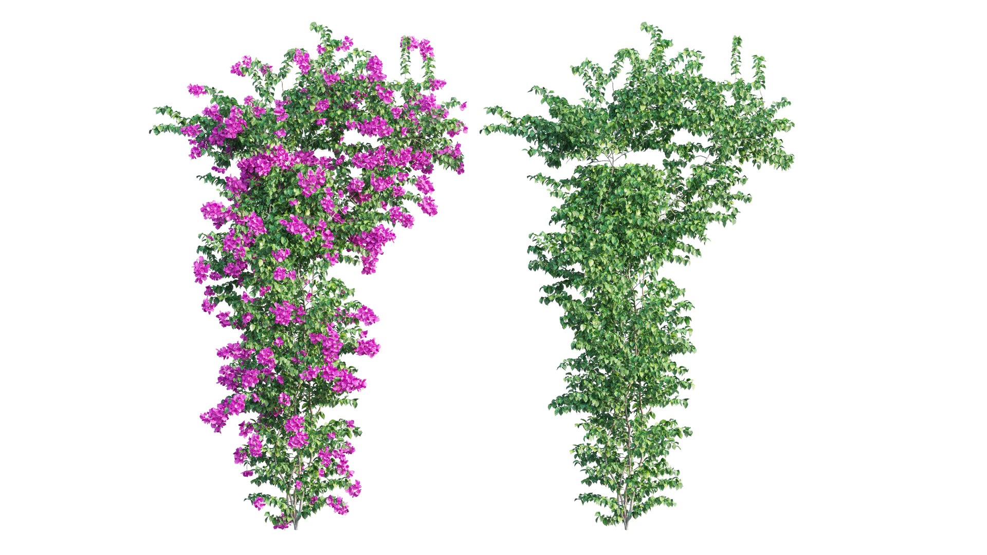 Bougainvillea Plant Set 51 3D Model - TurboSquid 1983328