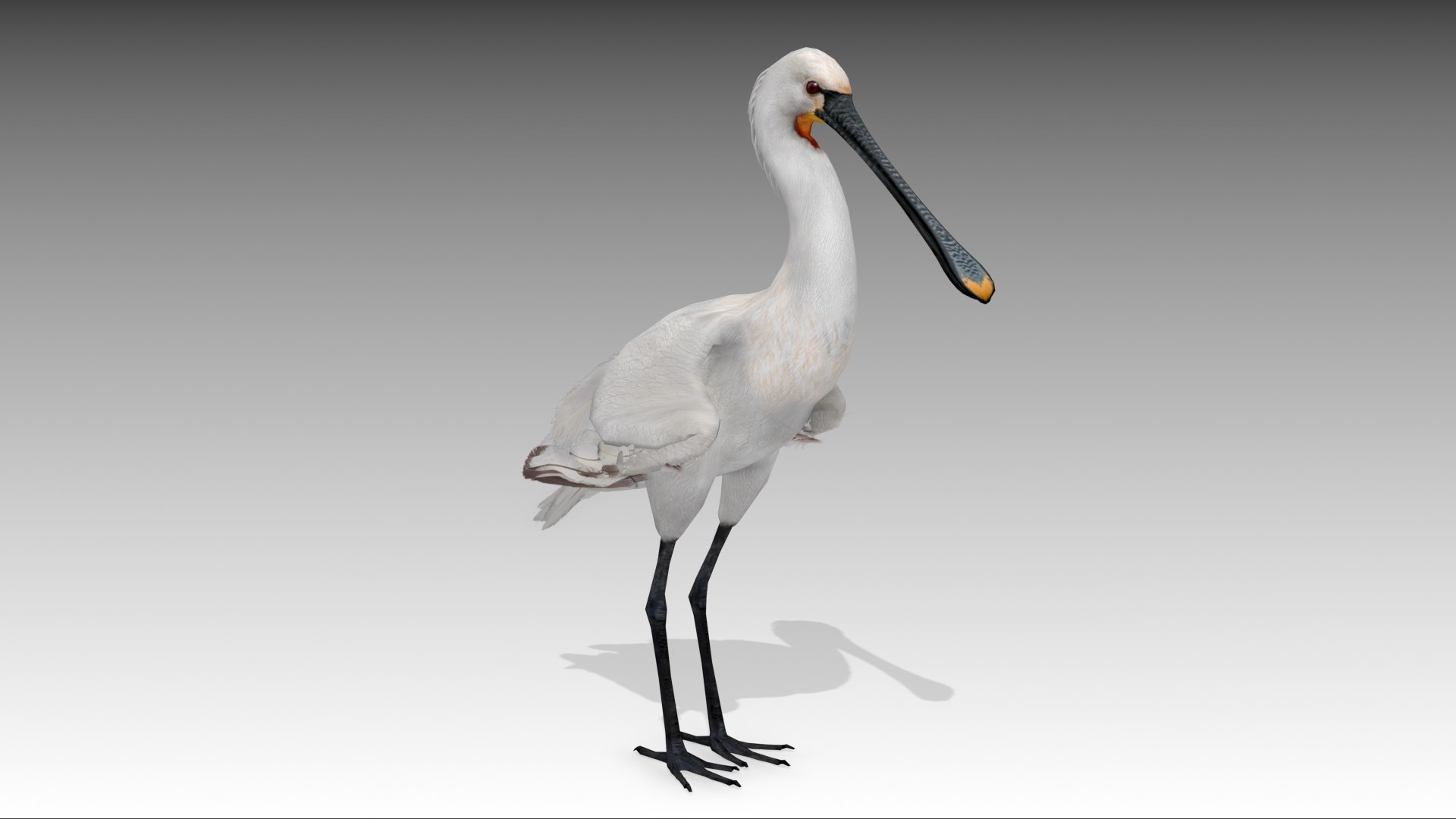 Spoonbill 3D - TurboSquid 1961119