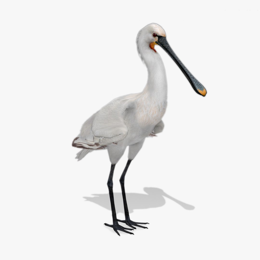 Spoonbill 3D - TurboSquid 1961119