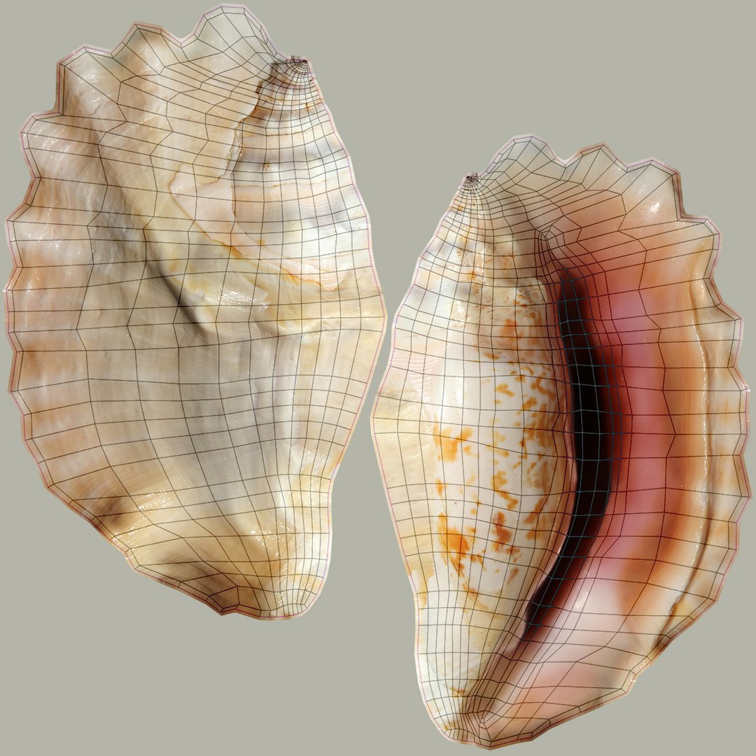 3D Sea Shell 1 Model | 1148889 | TurboSquid