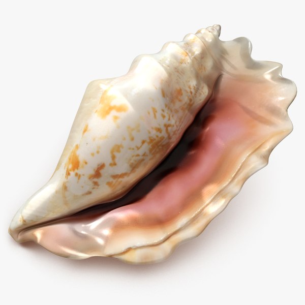 modelo 3d Sinustrombus sinuatus - TurboSquid 1148889