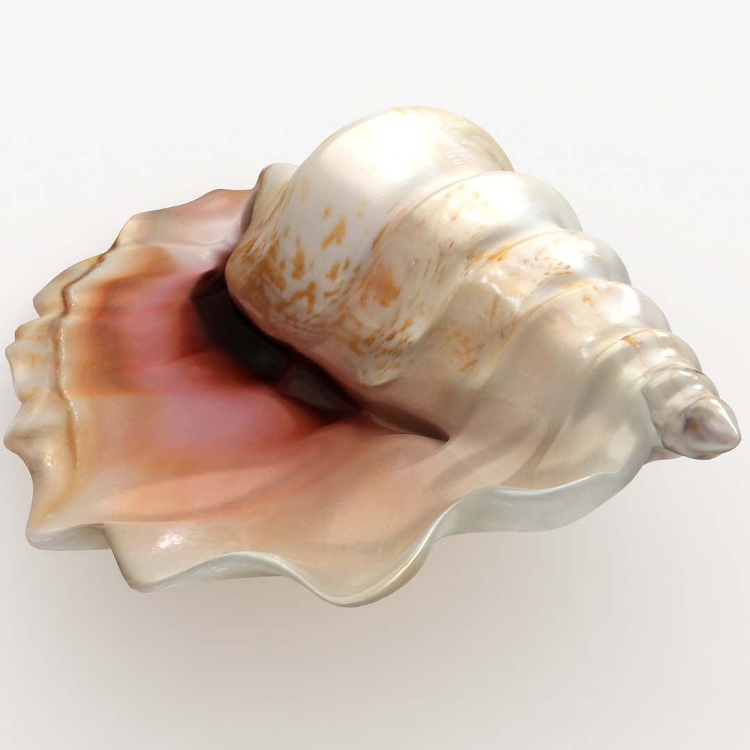 3D Sea Shell 1 Model | 1148889 | TurboSquid