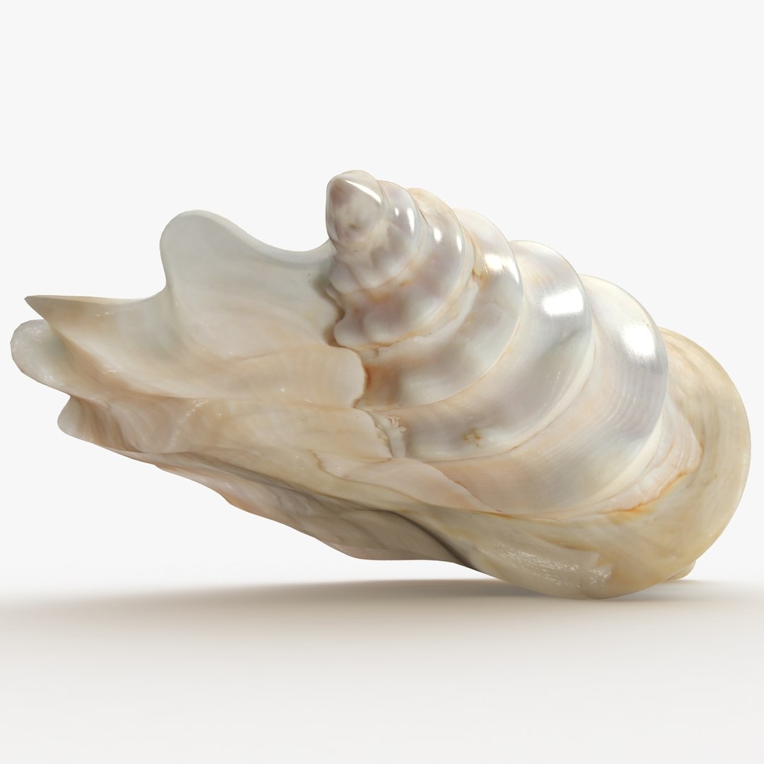 3D Sea Shell 1 Model | 1148889 | TurboSquid