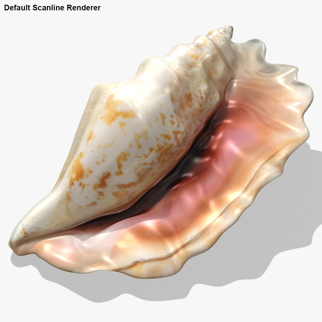 3D Sea Shell 1 Model | 1148889 | TurboSquid