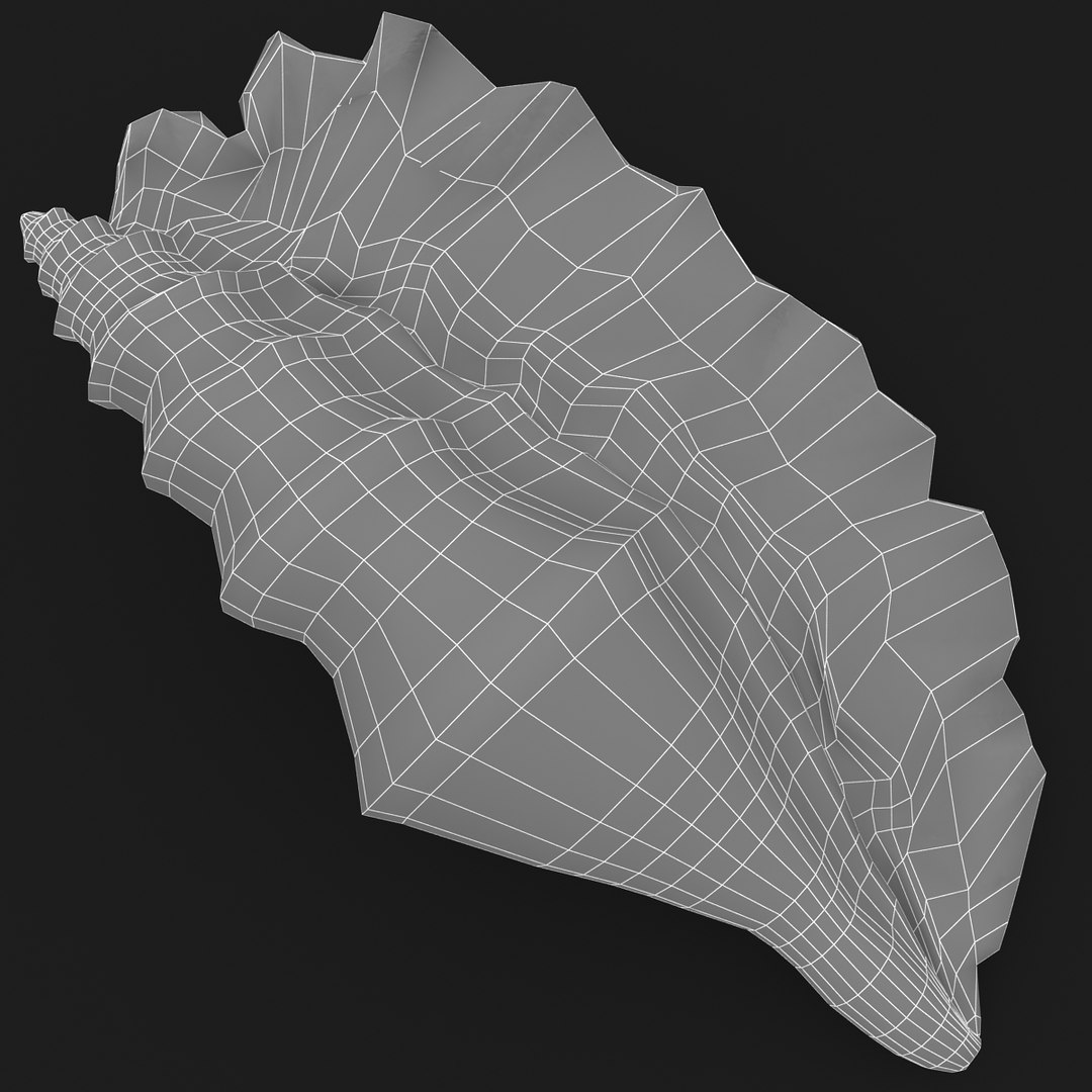 3D Sea Shell 1 Model | 1148889 | TurboSquid