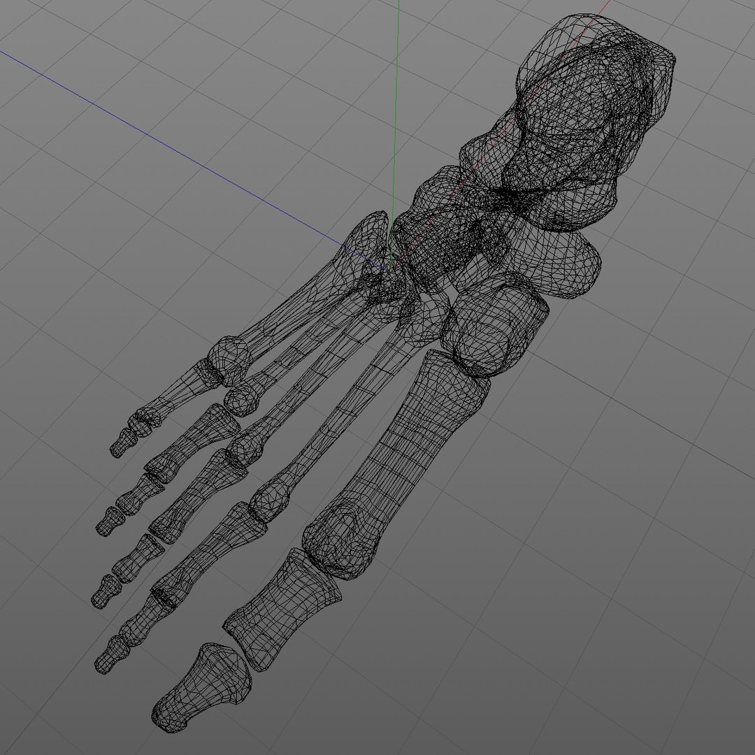 Foot Bone 3D Model - TurboSquid 1412323